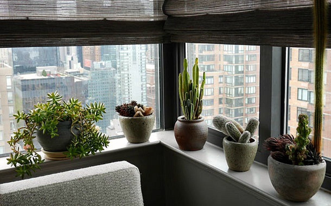 Windowsill Cactus Collection, 60 Rare Seeds, Five Fancy Varieties ...