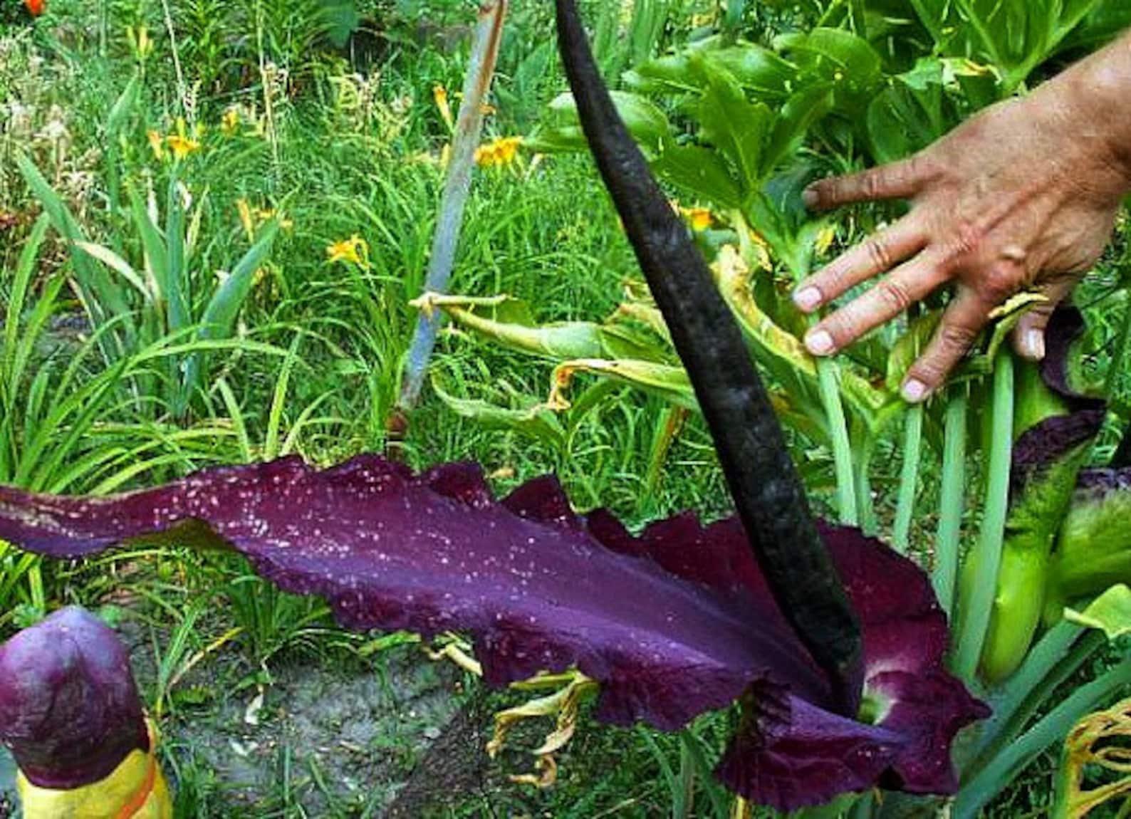 Voodoo Lily, Dracunculus, 5 Seeds, Enormous Blooms, Eats Flies, Showy ...