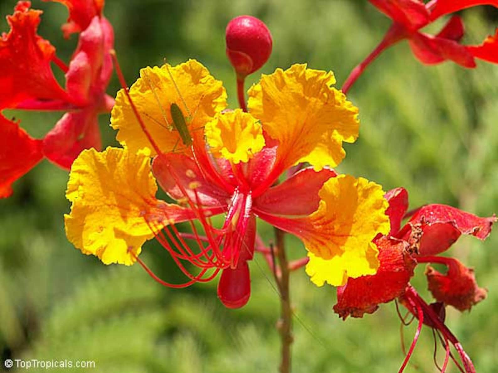 Red Bird of Paradise, Caesalpinia Pulcherrima, 10 Seeds, Small Fluffy ...
