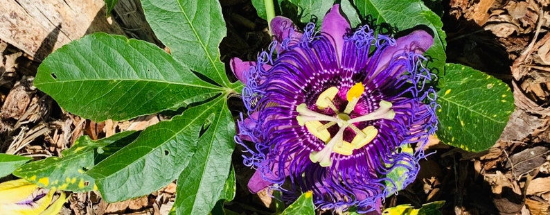 Purple Passion Flower, 10 Seeds, Fancy Flowers, Delicious Fruit, Robust ...
