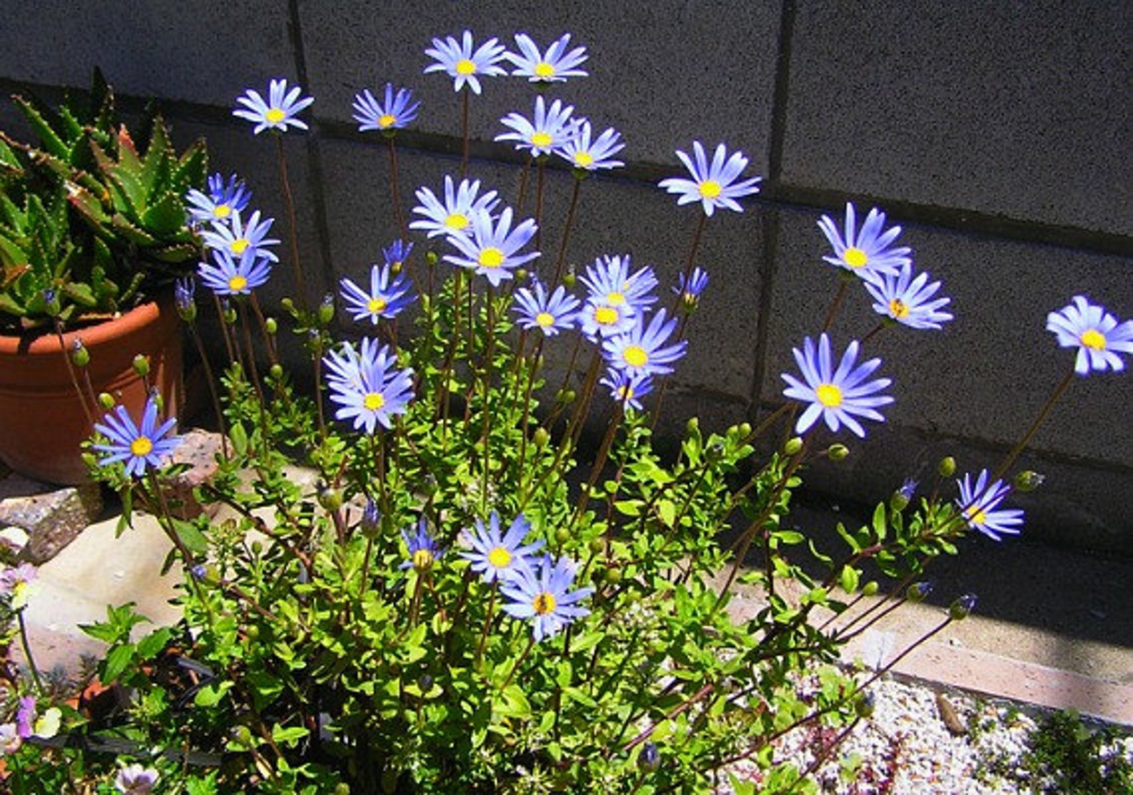 Blue Marguerite, Felicia Amelloides, 15 Seeds, Full Sun, Sturdy ...