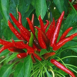 Takanotsume Pepper, Hawks Claw, 10 Seeds, Japanese Heirloom Chili ...