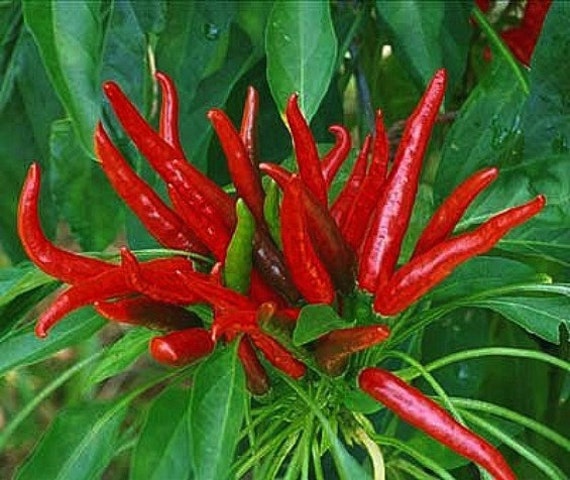 Takanotsume Pepper Hawks Claw 10 Seeds Japanese Heirloom - Etsy