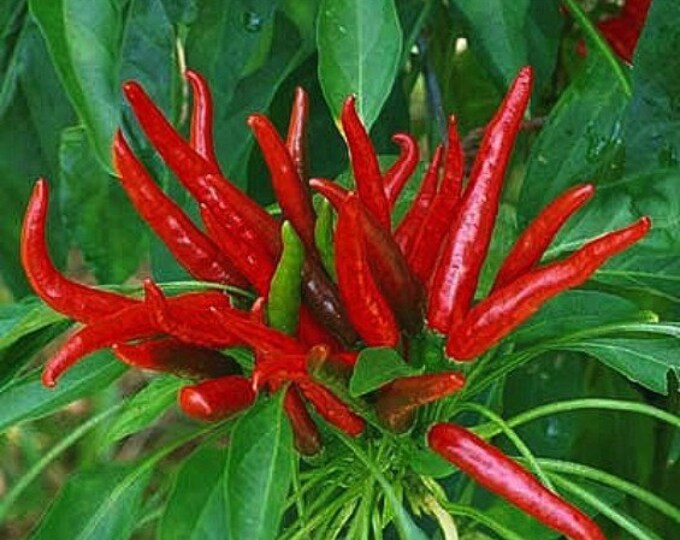 Takanotsume Pepper, Hawks Claw, 10 Seeds, Japanese Heirloom Chili ...