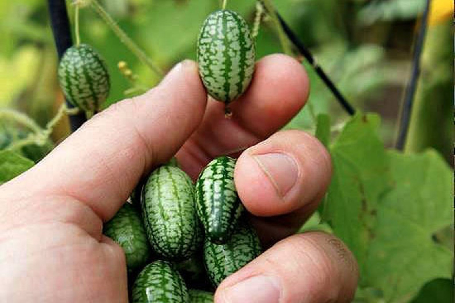 Mini Vegetable Collection 6 Dwarf Veggies Container Garden - Etsy