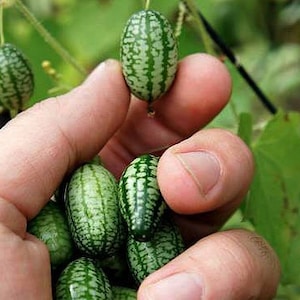 Mini Vegetable Collection, 6 Dwarf Veggies, Container Garden, Patio ...