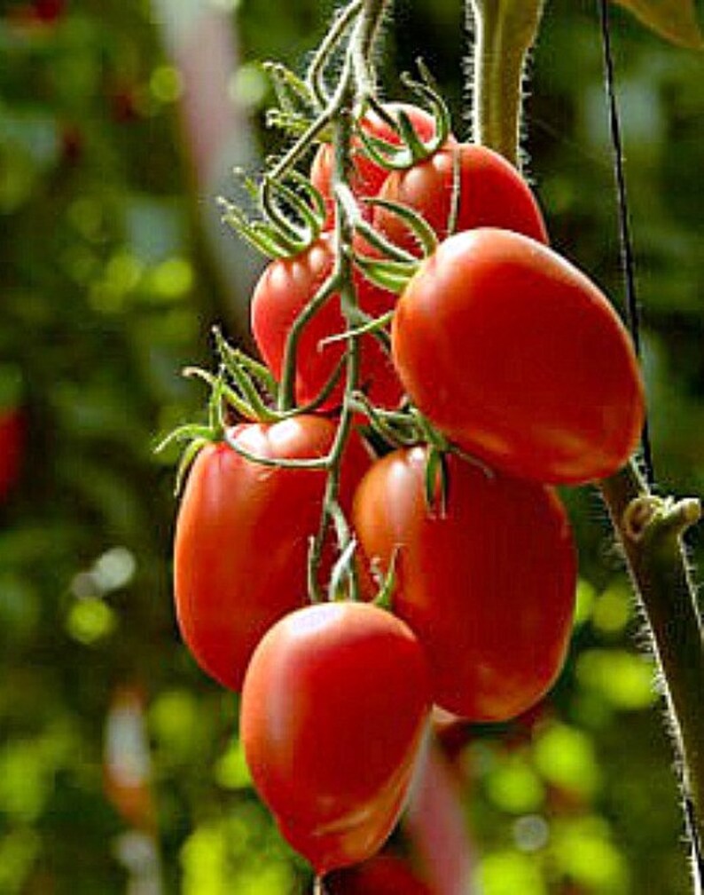 Rio Grande Desert Heirloom Tomato 15 Seeds Loves Heat | Etsy