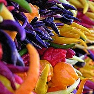 Exotic Hot Chile Pepper Collection, 50 Seeds, Great Gift for Gardeners ...