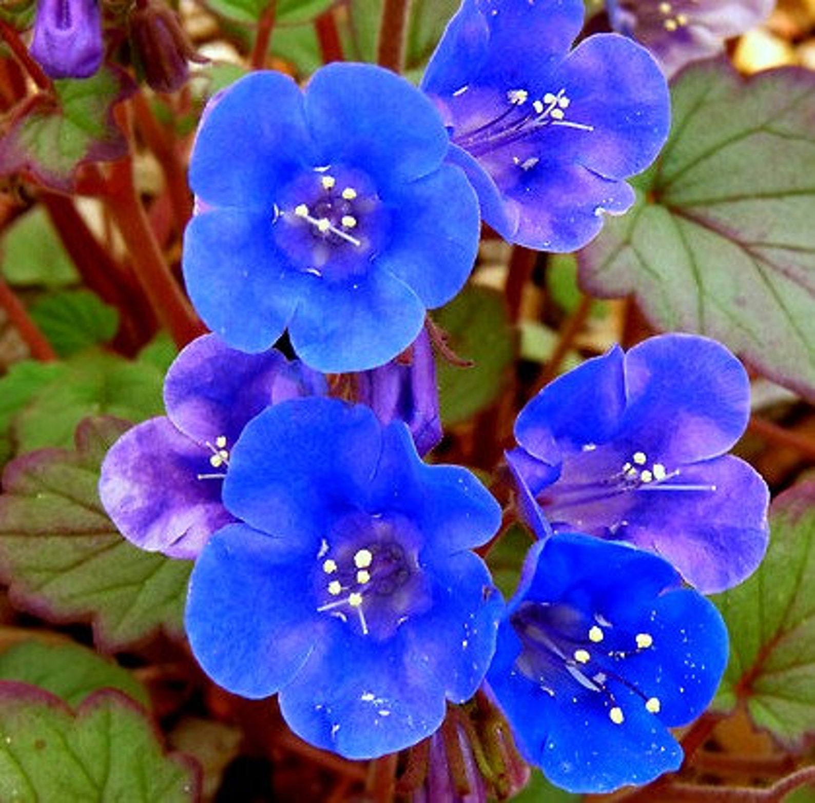 Desert Bluebells, Phacelia Campanularia, 500 Seeds, Electric Blue ...