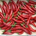 Takanotsume Pepper Hawks Claw 10 Seeds Japanese Heirloom - Etsy