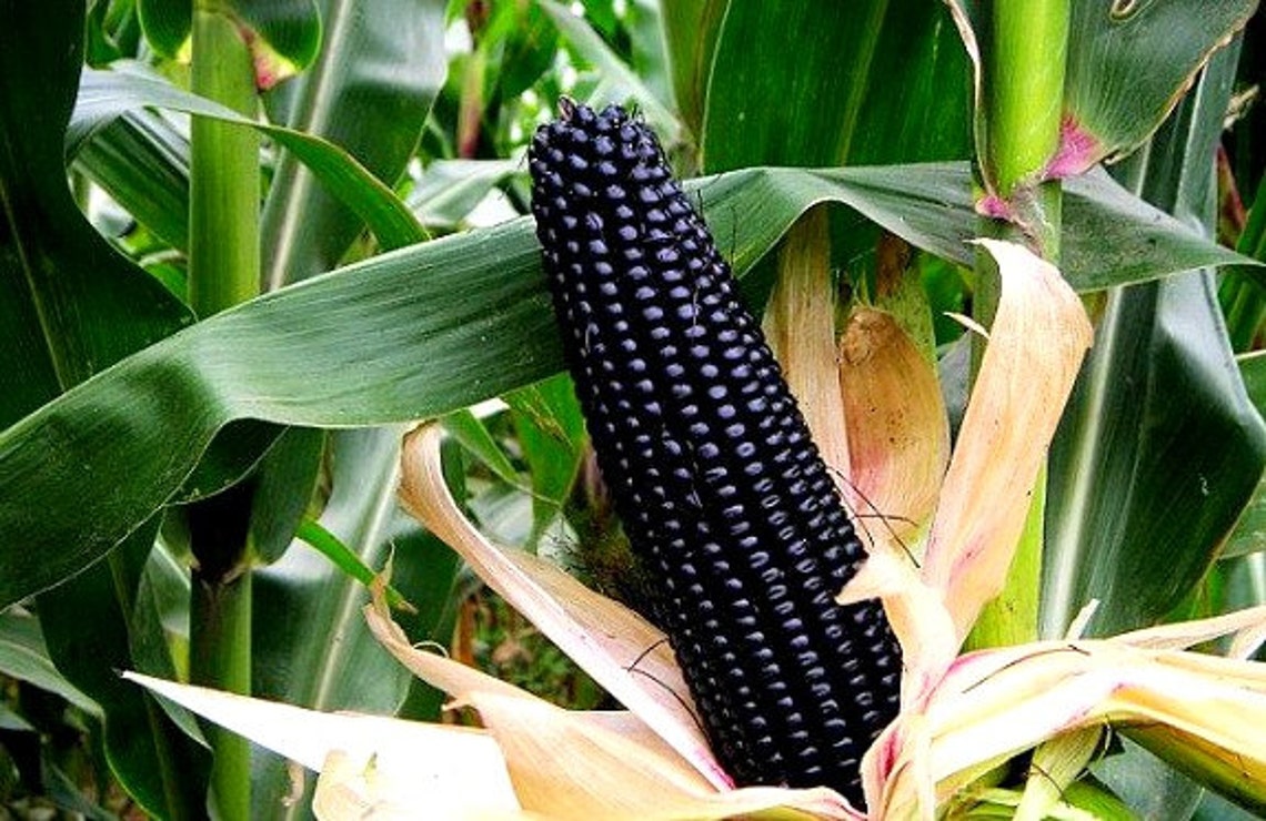 Aztec Black Corn, Ancient Heirloom, 20 Seeds Non GMO, Early Plants ...