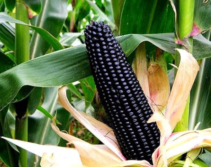 Aztec Black Corn, Ancient Heirloom, 20 Seeds Non GMO, Early Plants ...