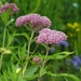 Asclepias Incarnata, Swamp Milkweed, 25 Seeds, Pink Butterfly Weed ...