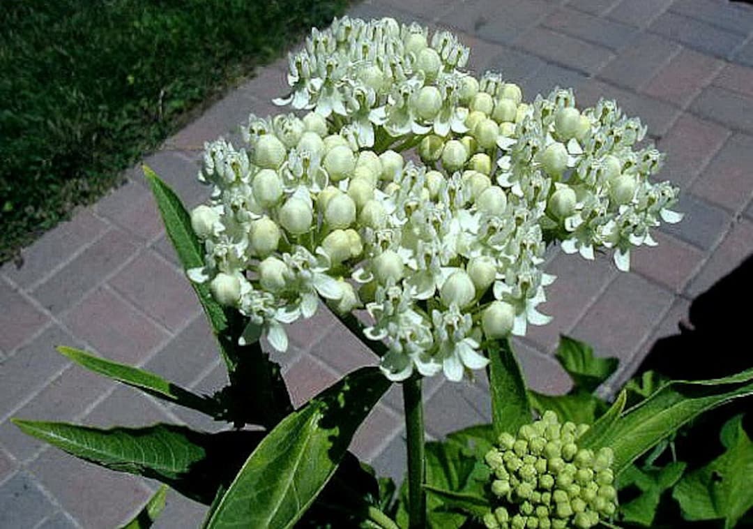 Asclepias Incarnata, Ice Ballet, 25 Seeds, Swamp Milkweed, Snow White ...