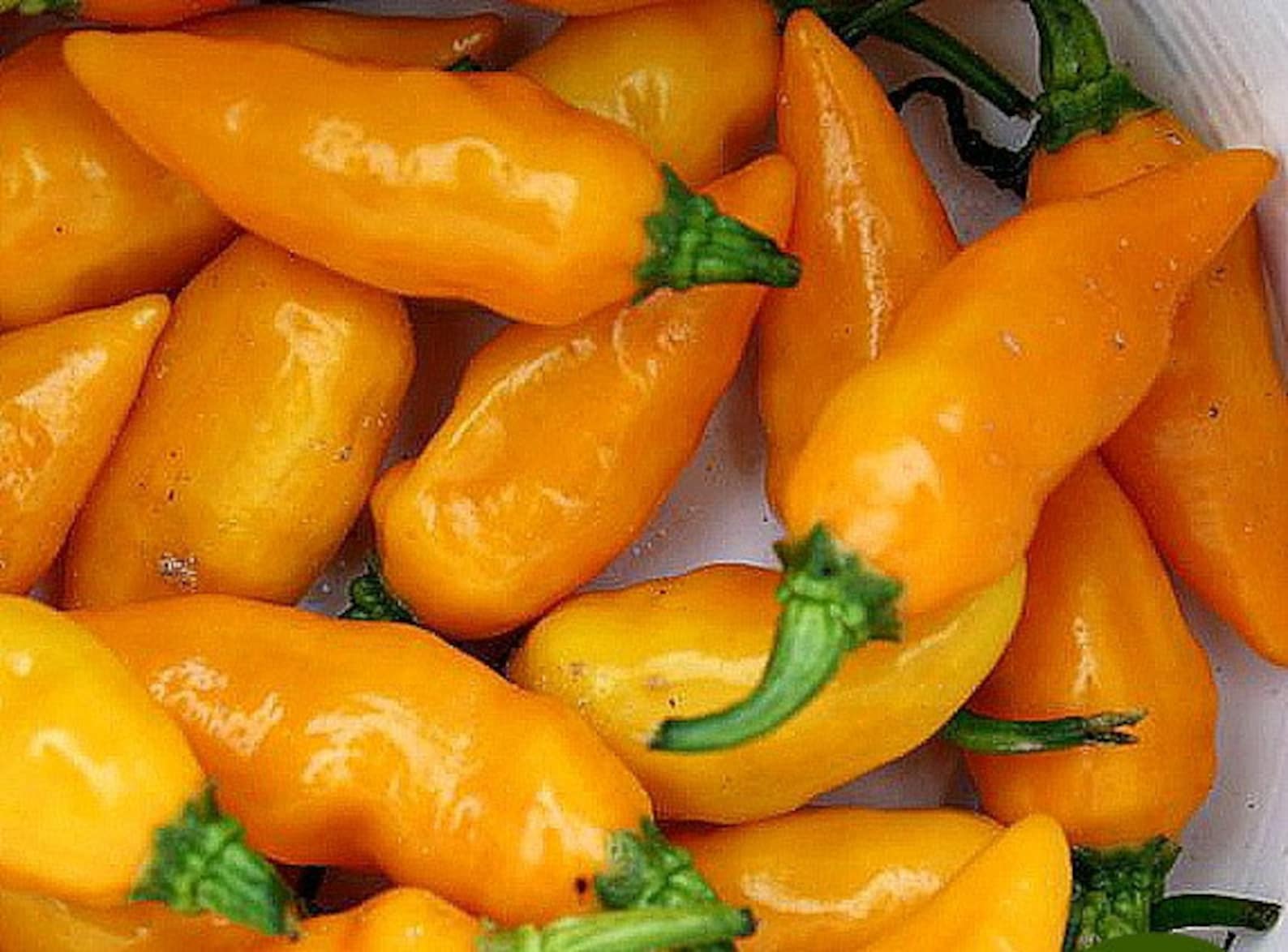 Datil Pepper World's Hottest Chile Fruity Flavor 10 - Etsy