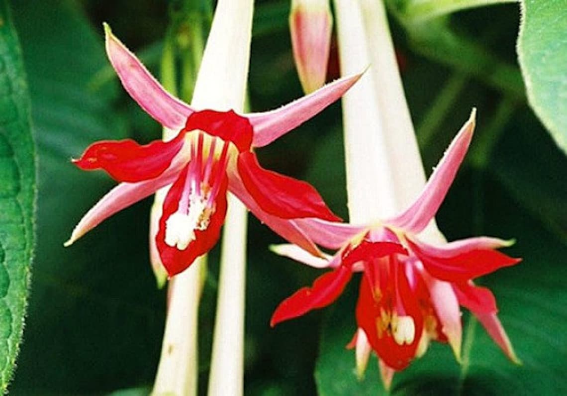 Fuchsia Boliviana Alba, White Bolivian Fuchsia, 10 Rare Seeds, Shrubby ...