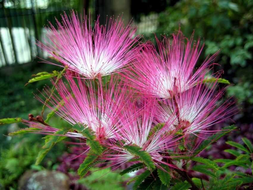 Calliandra Eriophylla Pink Fairy Duster 10 Seeds Fluffy - Etsy