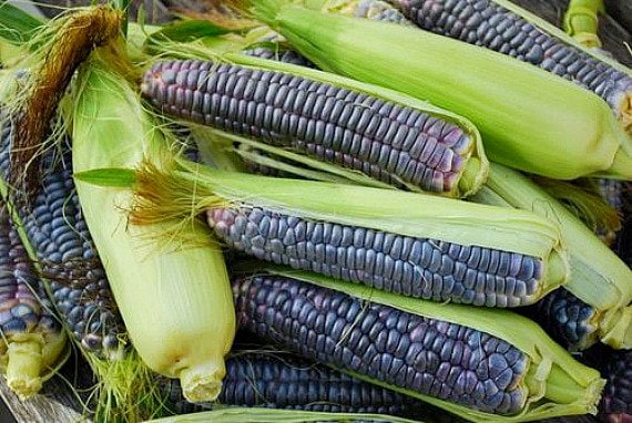 Baby Blue Jade Corn 20 Rare Seeds Non GMO Dwarf Heirloom | Etsy