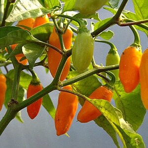 Datil Pepper, World's Hottest Chile, Fruity Flavor, 10 Rare Seeds, Old ...
