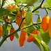 Datil Pepper, World's Hottest Chile, Fruity Flavor, 10 Rare Seeds, Old ...