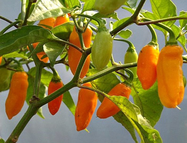 Datil Pepper World's Hottest Chile Fruity Flavor 10 | Etsy