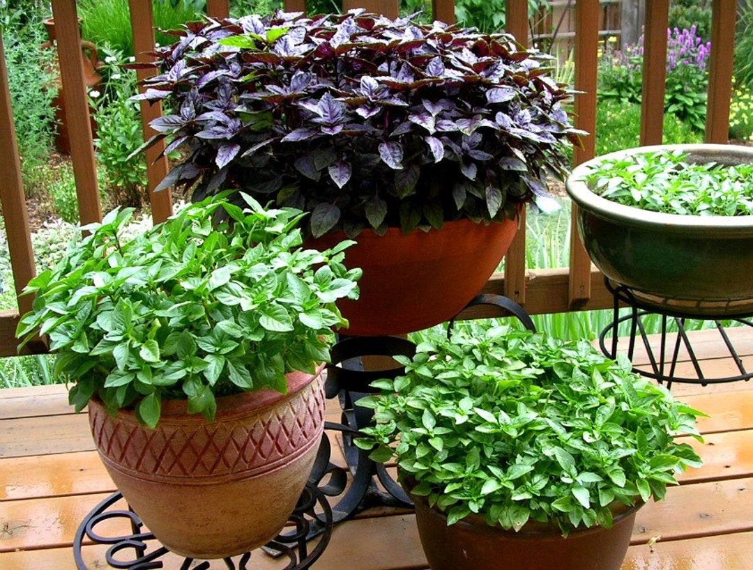 Gourmet Basil Collection, 500 Plus Seeds, Favorites: Genovese, Thai ...