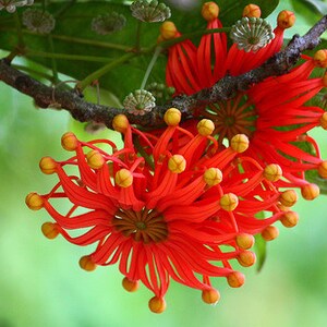 Firewheel Tree, Stenocarpus Sinuatus, 10 Seeds, Orange Pinwheel Flowers ...