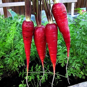 Kyoto Red Carrot, Japanese Heirloom, 100 Rare Seeds, Non GMO, Super ...