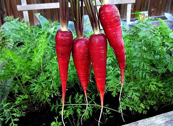 Kyoto Red Carrot, Japanese Heirloom, 100 Rare Seeds, Non GMO, Super ...