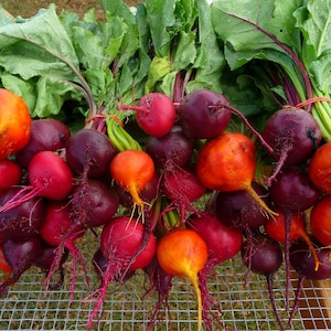 Rainbow Beet Collection, Five Fancy Heirlooms, 300 Mixed Seeds, Fall ...