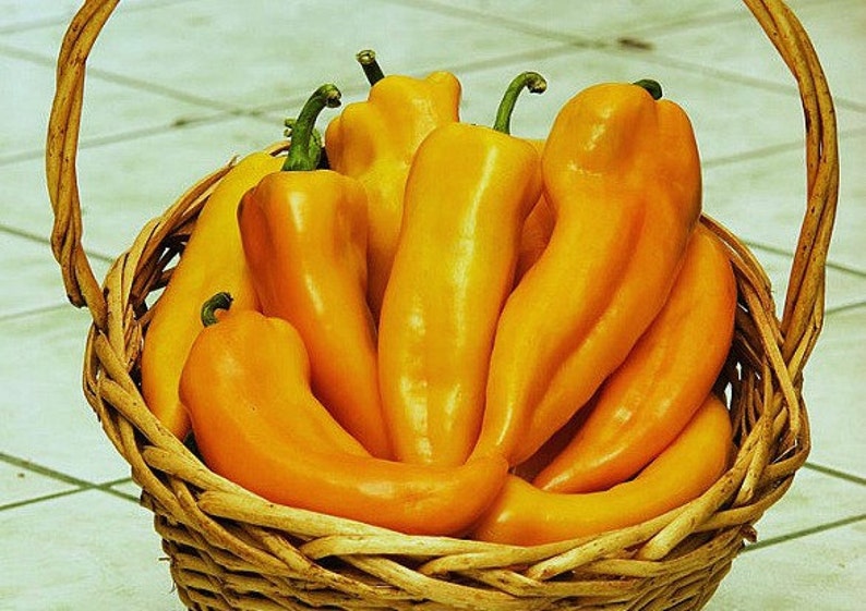 Golden Marconi Sweet Roasting Pepper 10 Seeds Italian | Etsy