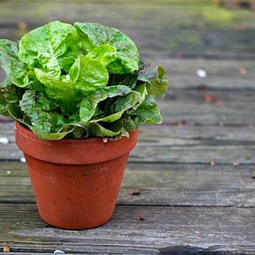 Tom Thumb Lettuce Mini Butterhead 100 Heirloom Seeds Non - Etsy