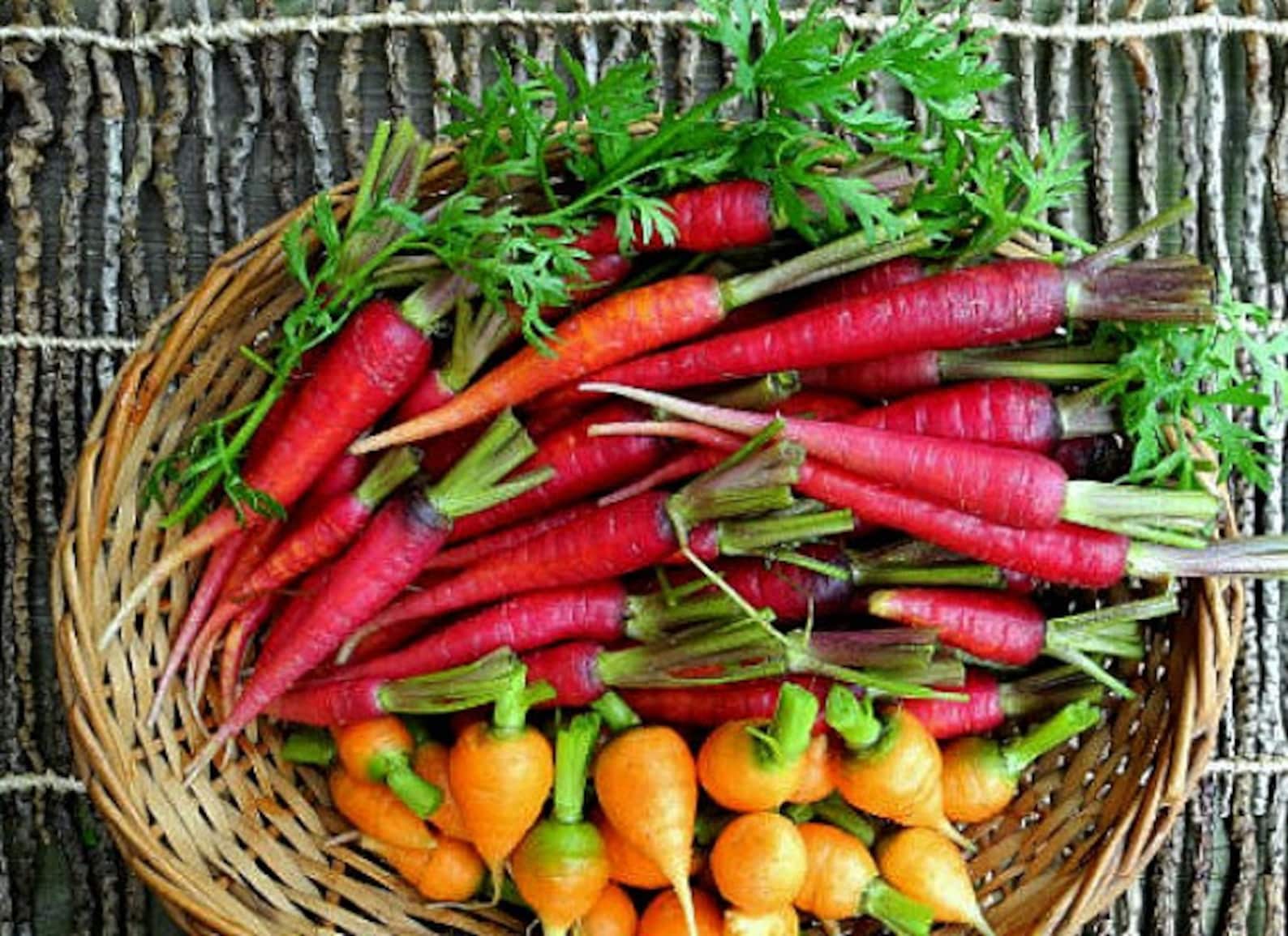 Rainbow Carrot Mix Seven Fancy Heirlooms, 350 Seeds, Spring Garden, Fun ...