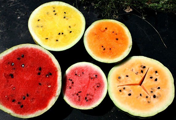 Golden Midget Watermelon, 10 Organic Seeds, Sweet Pink Flesh, Yellow ...