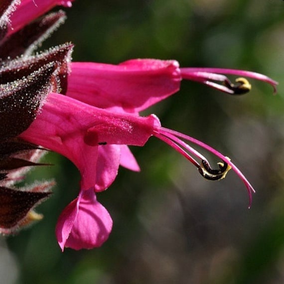 Hummingbird Sage Salvia Spathacea Rare Seeds Showy Winter - Etsy