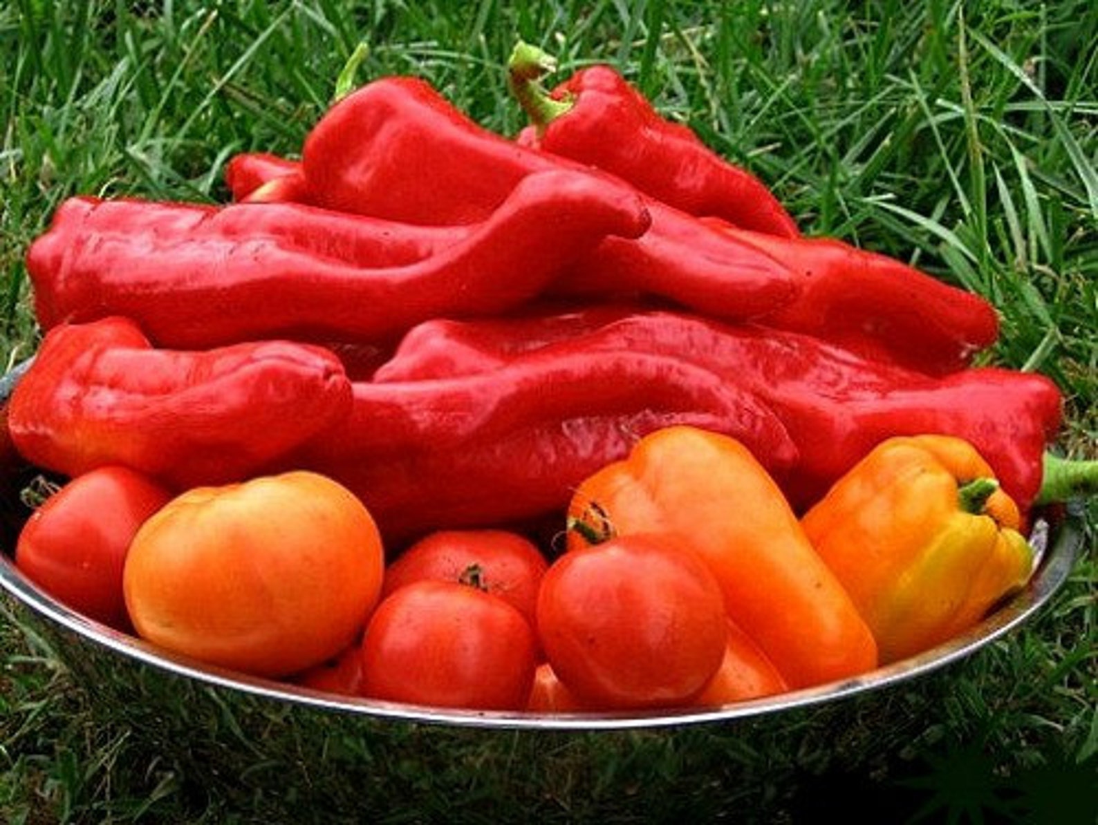 Red Marconi Sweet Pepper, Italian Heirloom, 10 Seeds, Roasting Pepper ...