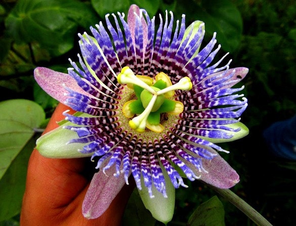 Passiflora Ligularis, 10 Live Seeds, Sweet Granadilla, Sugar Fruit ...