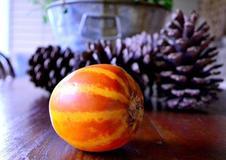 Queen Anne's Pocket Melon, Fragrant Fruit, Miniature Melon, 10 Seeds ...