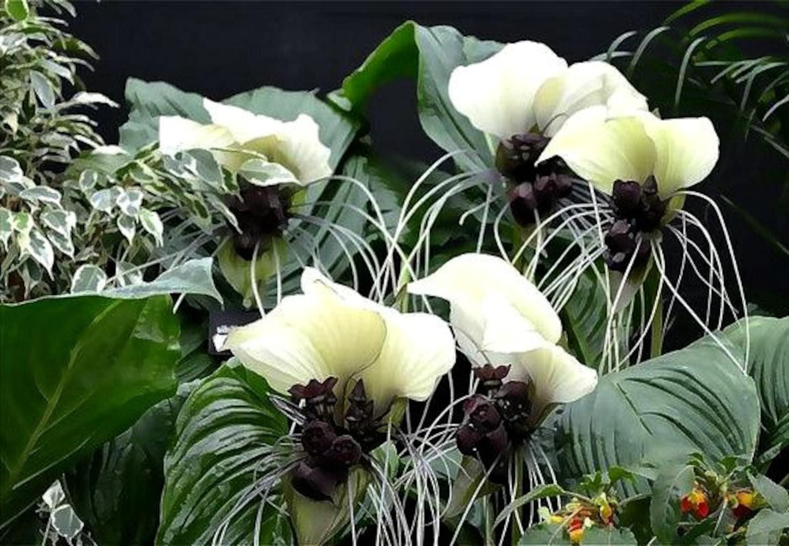 Tacca Integrifolia Nivea, White Bat Flower, 5 Seeds, Tropical Garden ...