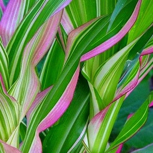 Candy Striped Corn, Zea Mays Japonica, 20 Seeds, Rare Japanese Heirloom ...