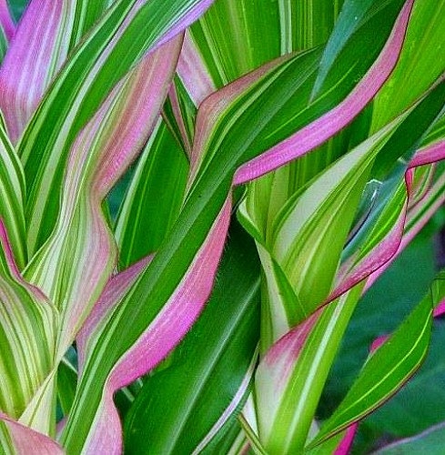 Candy Striped Corn, Zea Mays Japonica, 20 Seeds, Rare Japanese Heirloom ...