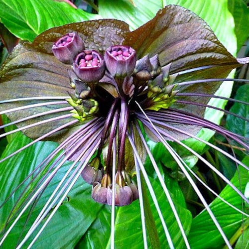 Tacca Integrifolia Nivea White Bat Flower 5 Seeds Tropical - Etsy
