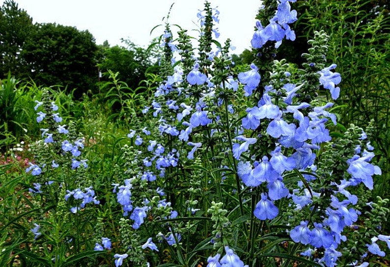 Blue Prairie Sage, Salvia Azurea, 10 Seeds, Fluffy Blooms, Sweet ...