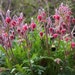 Prairie Smoke, 20 Seeds, Geum Trifolium, Prairie Wildflower, Crazy Seed ...