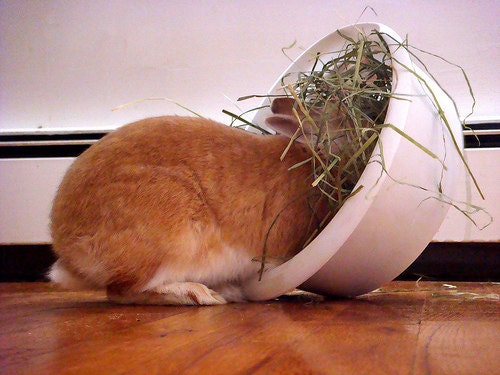 Timothy Hay Seed, Grow Your Own Rabbit Feed, 2000 Seeds, Best for ...