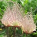 Prairie Smoke, 20 Seeds, Geum Trifolium, Prairie Wildflower, Crazy Seed ...