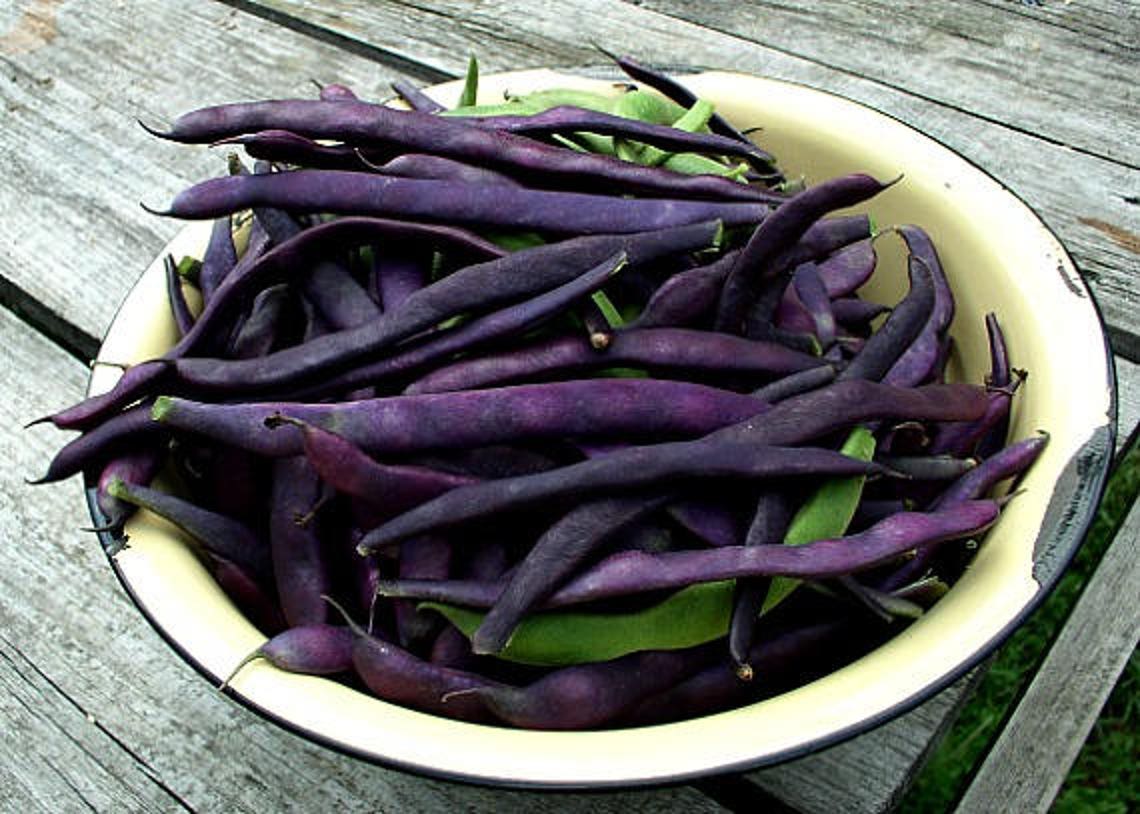 Purple Podded Pole Beans Vigorous Climber Kids Favorite 10 - Etsy