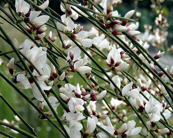 Bridal Veil Broom, Genista Monosperma, 10 Rare Seeds, Fragrant Blooms ...