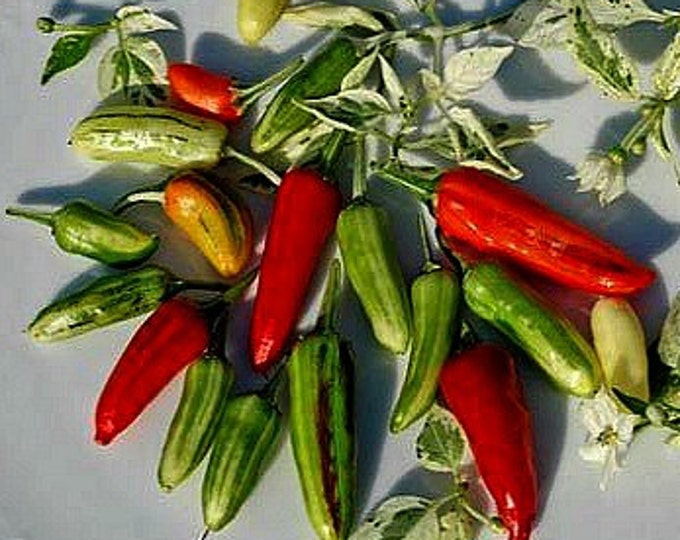 Fish Pepper, 10 Seeds, Scorching Hot Heirloom, Great With Seafood ...