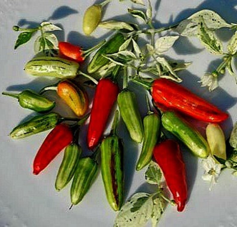 Fish Pepper 10 Seeds Scorching Hot Heirloom Great With - Etsy